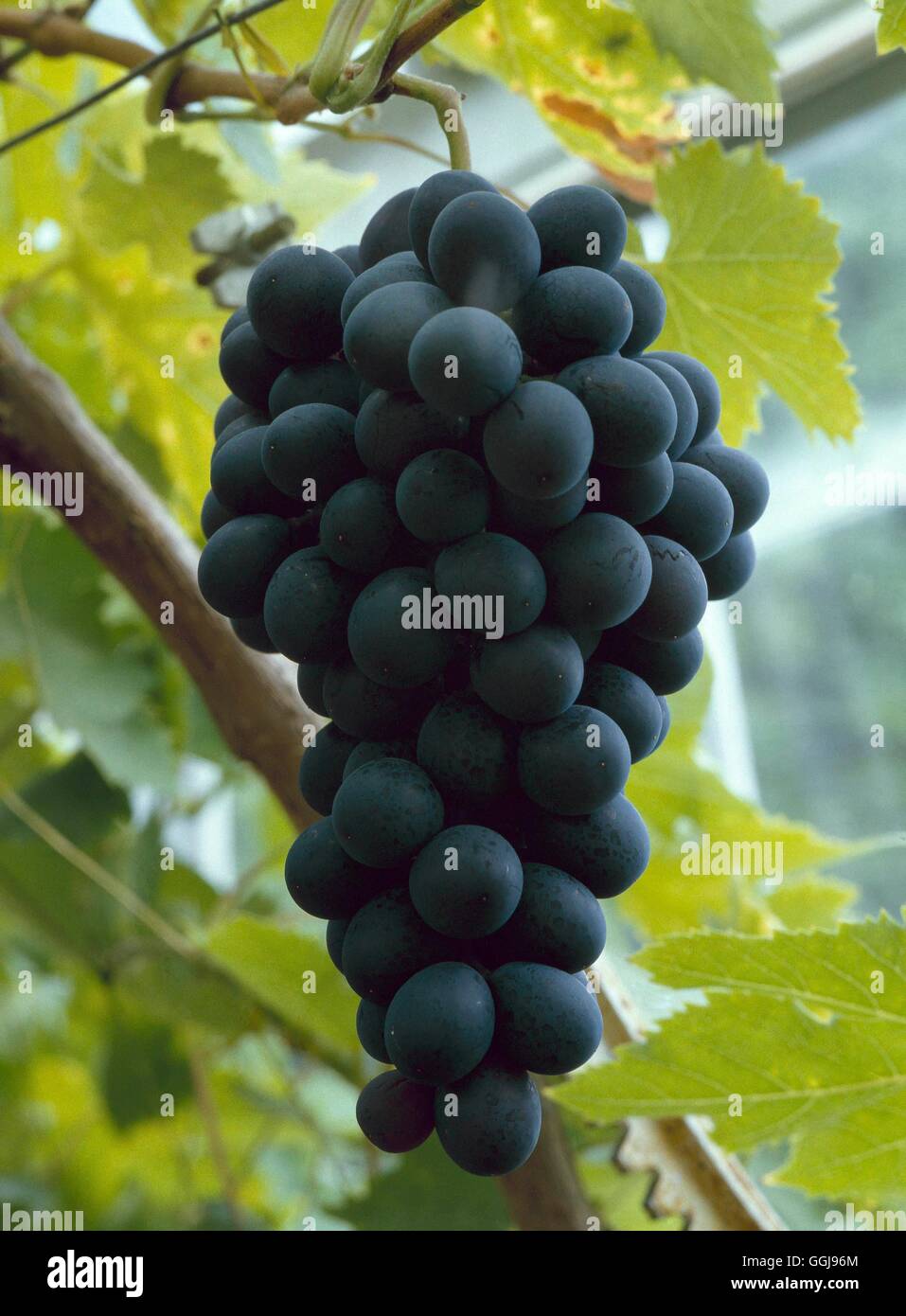 Grape - 'Schiava Grossa'- (Syn `Black Hamburg') - (Greenhouse - Sweetwater Var.) FRU009003 Pho ...